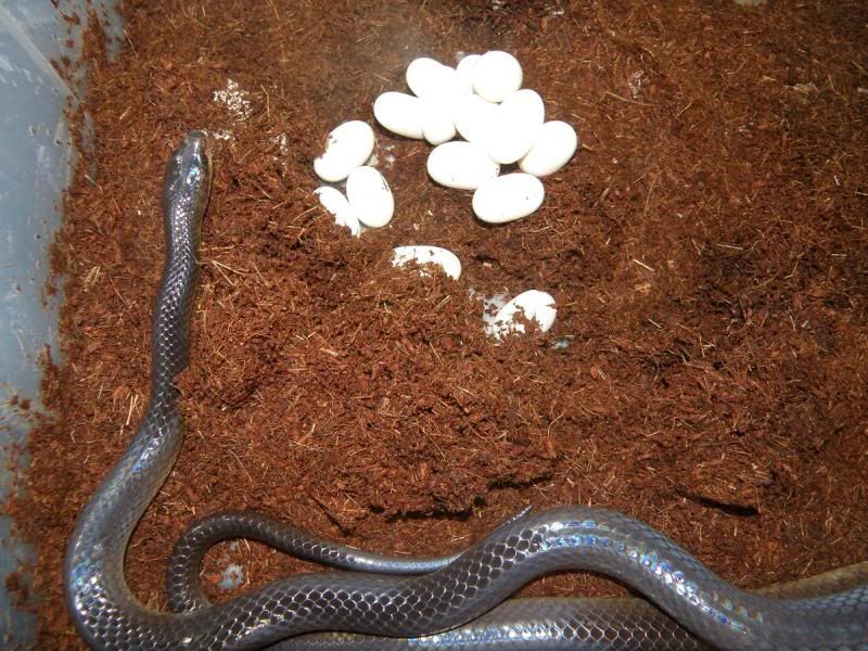 Slatey Grey Snake With Eggs | Aussie Pythons & Snakes Forum