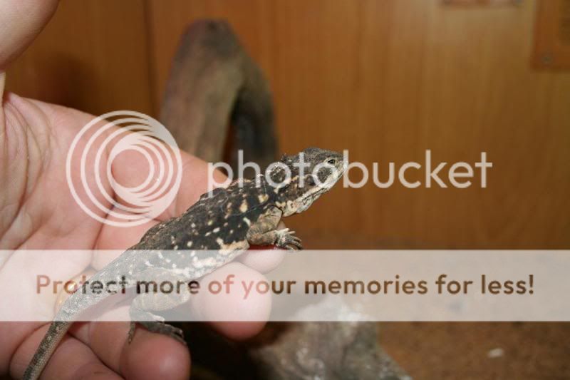 Peninsula dragon pair | Aussie Pythons & Snakes Forum