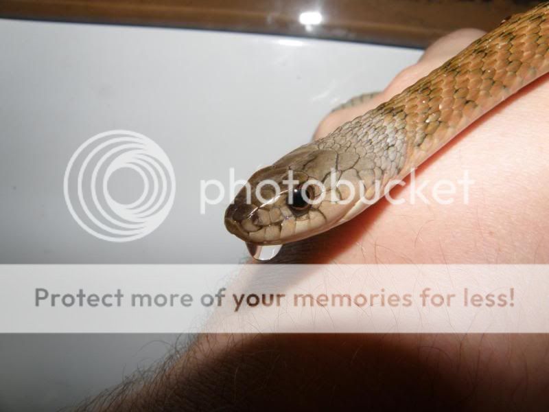 My Keelback. | Aussie Pythons & Snakes Forum