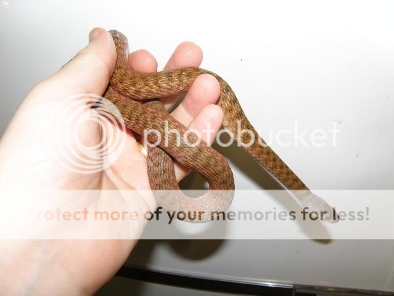 My Keelback. | Aussie Pythons & Snakes Forum