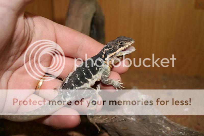 Peninsula dragon pair | Aussie Pythons & Snakes Forum