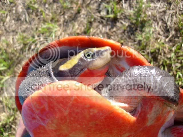 Exceptional Adult Female Pink Belly Sideneck Turtle - Fl, shipping ...