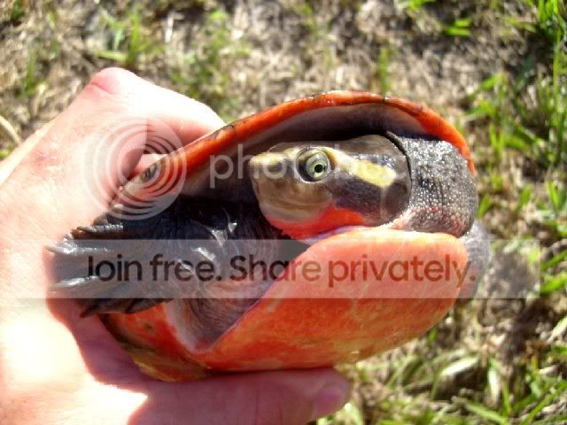 Exceptional Adult Female Pink Belly Sideneck Turtle - Fl, shipping ...