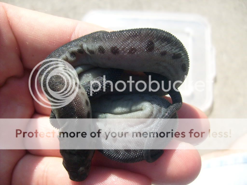 Javan File Snakes - Acrochordus javanicus - Palm Bay, Fl, shipping ...