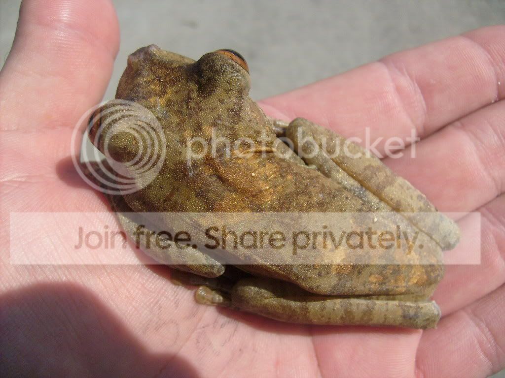 File Snakes.....and Goliath Tree Frogs..... | MonsterFishKeepers.com