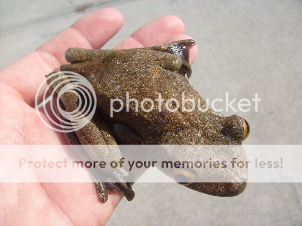 File Snakes.....and Goliath Tree Frogs..... | MonsterFishKeepers.com