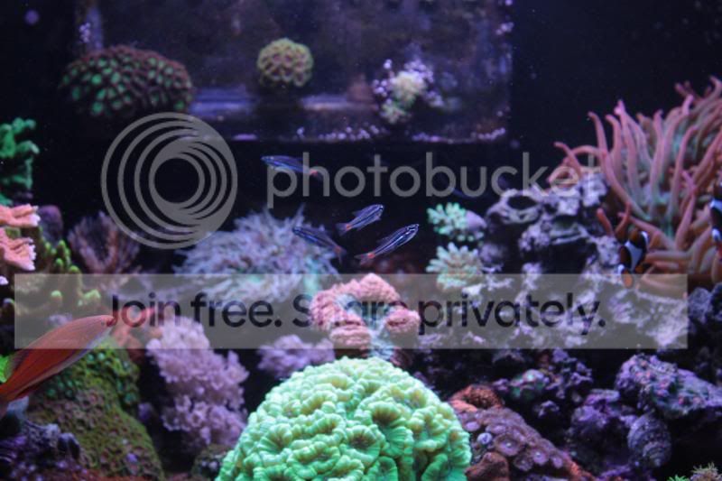 Red Spot Glass Cardinalfish | Reef2Reef