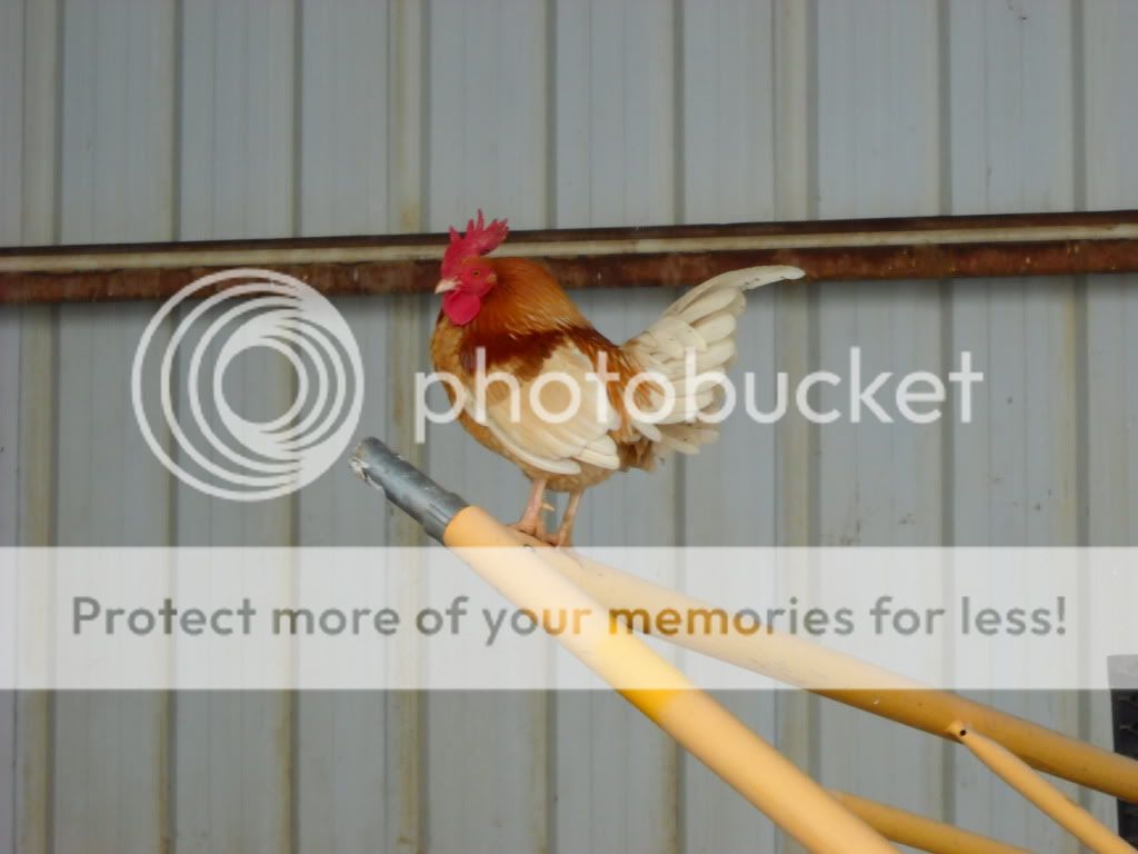 Most handsome rooster contest | Page 3 | BackYard Chickens - Learn How ...