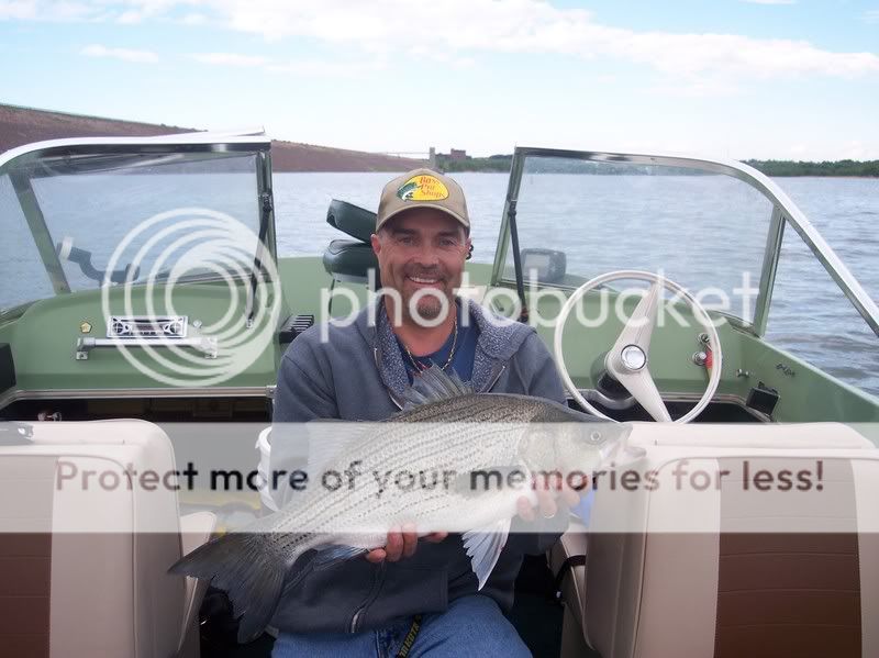 10.3 lb wiper caught locally | Colorado Fisherman Forum