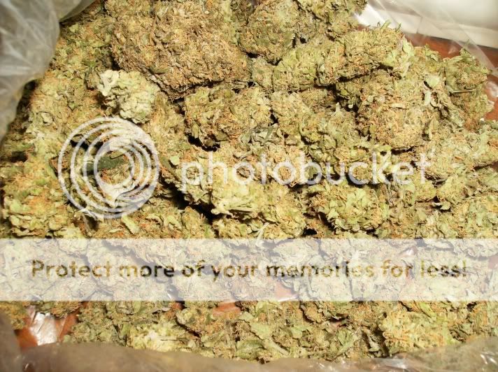 Quarter Pound Snow Cap (Medi Pics) | Grasscity Forums - The #1 ...