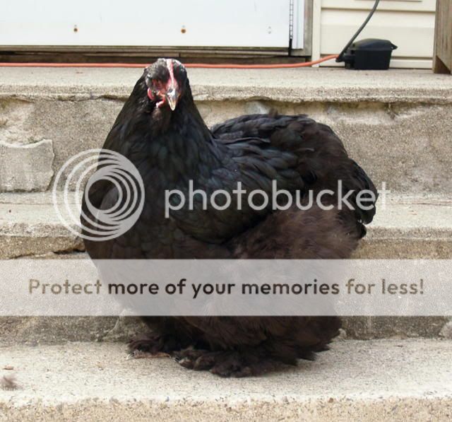 Fat Chicken Contest ****** CLOSED! RESULTS PG 3