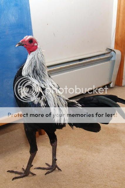 modern game bantam show RESULTS ARE IN!!!!!!!! | BackYard Chickens ...