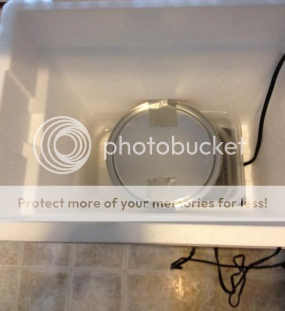 Leopard Gecko Egg Incubator HELP! :) : r/reptiles