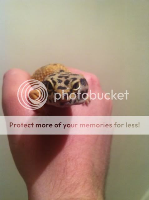 Leopard Gecko with a swollen eye. Please help! | Reptile Forums