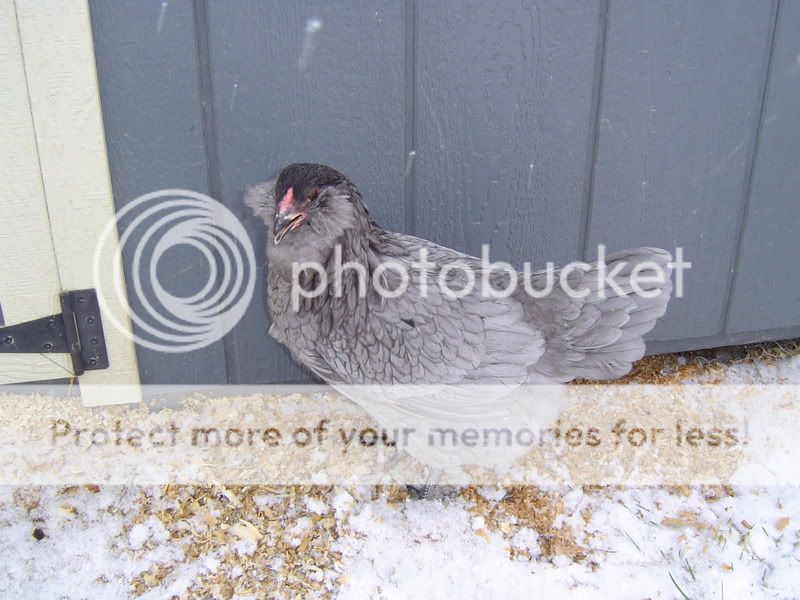 Post a picture of your best chicken beard! | BackYard Chickens - Learn ...
