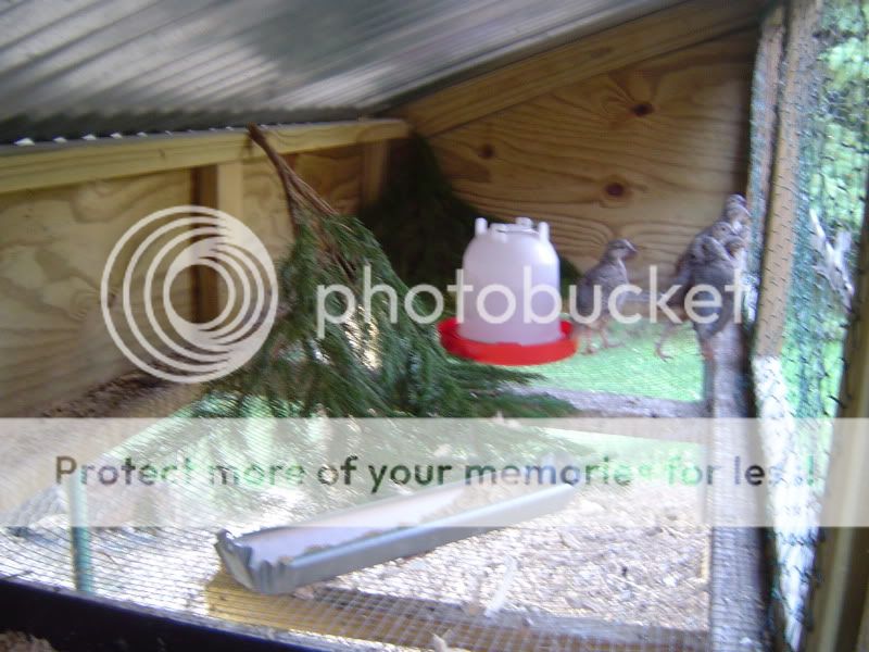 What size breeding cage for partridges? | BackYard Chickens - Learn How ...