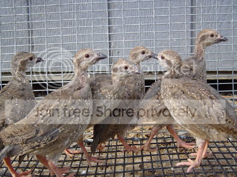 Chukar...PICS | BackYard Chickens - Learn How to Raise Chickens