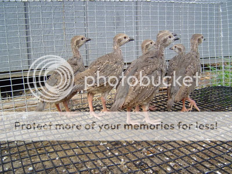 Chukar...PICS | BackYard Chickens - Learn How to Raise Chickens