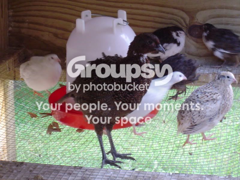 Can You Mix Quails With Chickens at Lynn Morgan blog