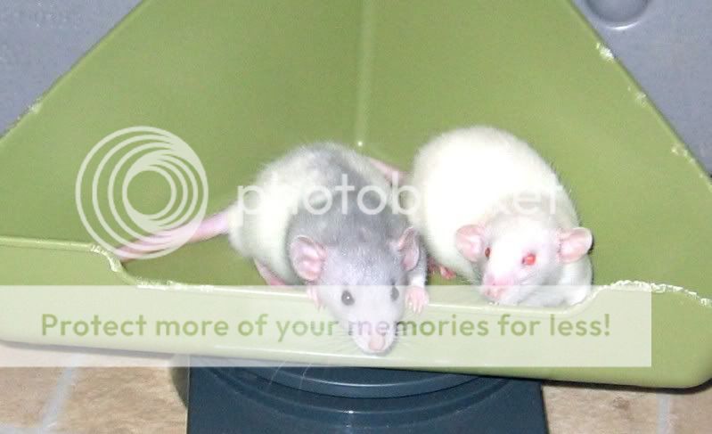 They're here !! Mama and now only 2 growing babies | Page 13 | The Rat ...