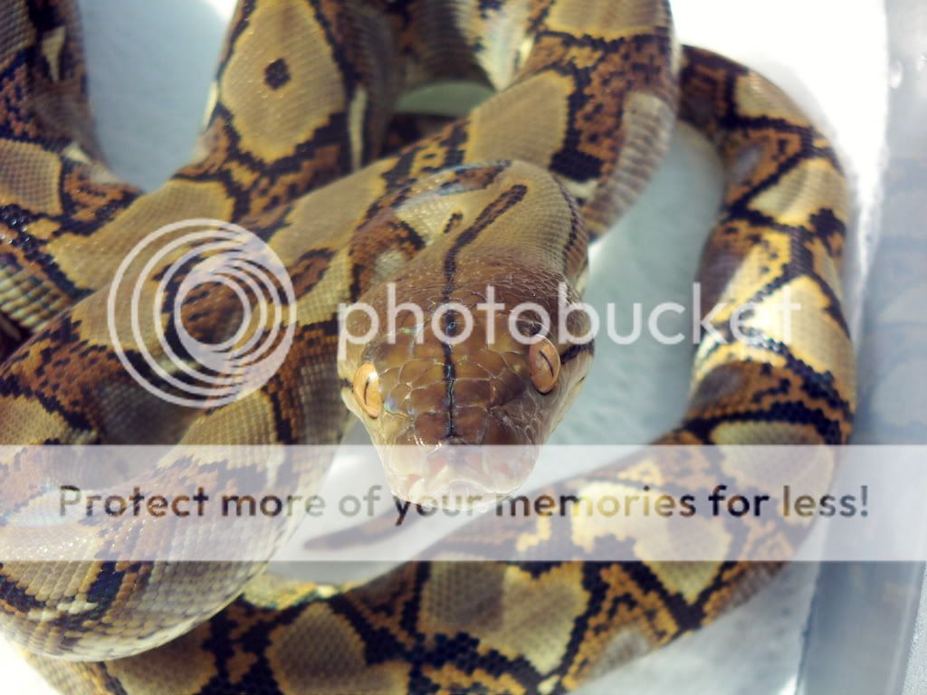 beautiful female retic | FaunaClassifieds